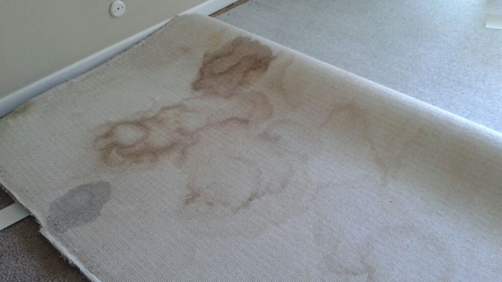 8 Signs You Need to Replace Your Carpets - Carpet Insight