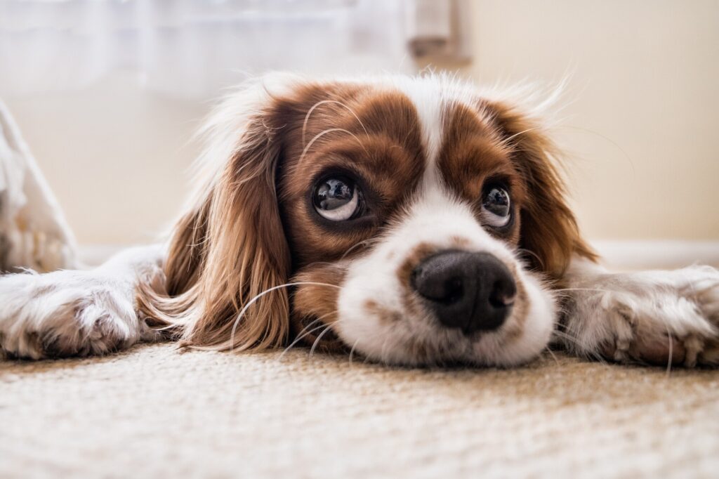 Best Carpet for Pets (2026): What to Buy, What to Avoid