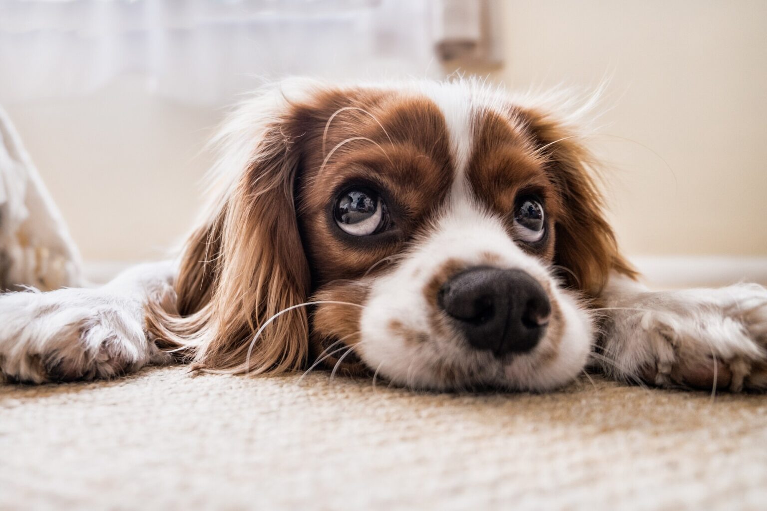 Best Carpet for Pets (2026): What to Buy, What to Avoid